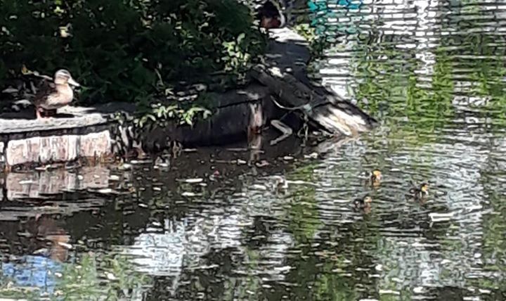 Clapton Pond Ducklings – The Clapton Pond Neighbourhood Action Group