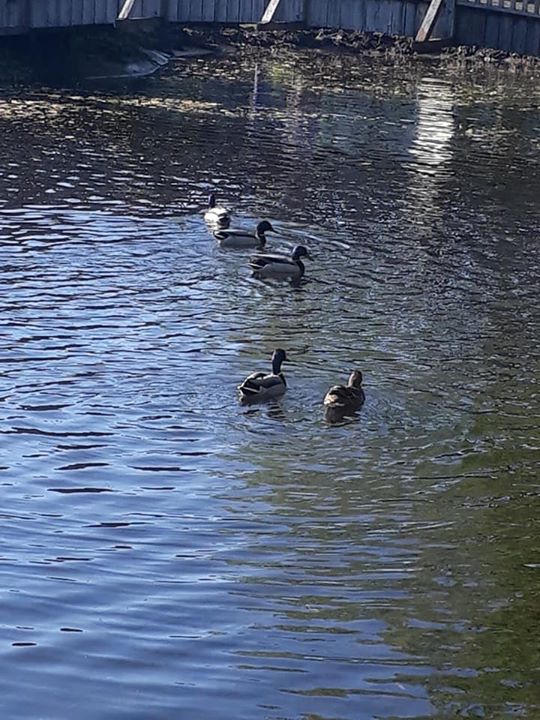 Clapton Pond Ducklings – The Clapton Pond Neighbourhood Action Group